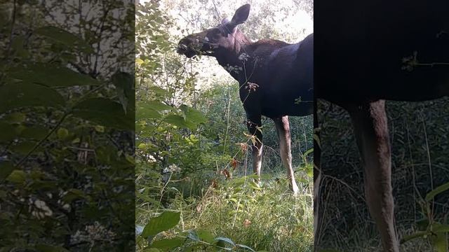 Лосёнок. Ленинградская область. Лето2024г.