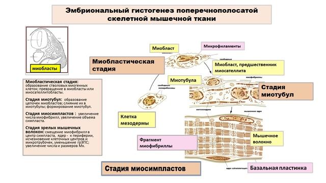 Лекция 8. Мышечные ткани | Ладыгина Г.А.