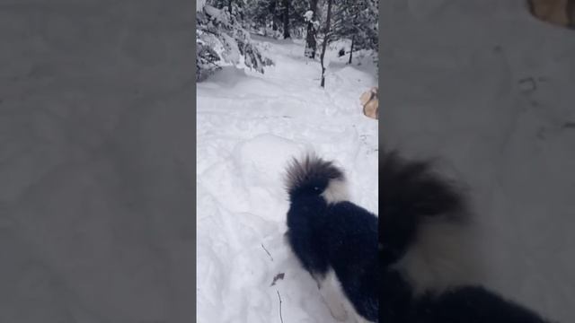 Бим и Боб после охоты на мышей