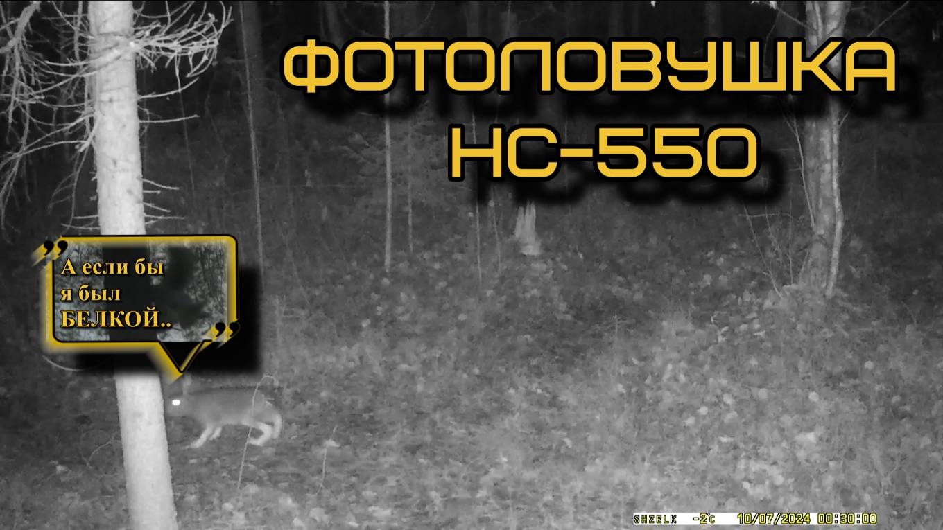 Если б зайки были белками.. Фотоловушка HC-550