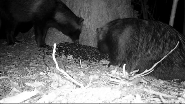 Вальяжное поведение енотовидных собак на кормушке. Ленинградская область. Фото охота.