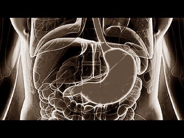 Меридиан желудка