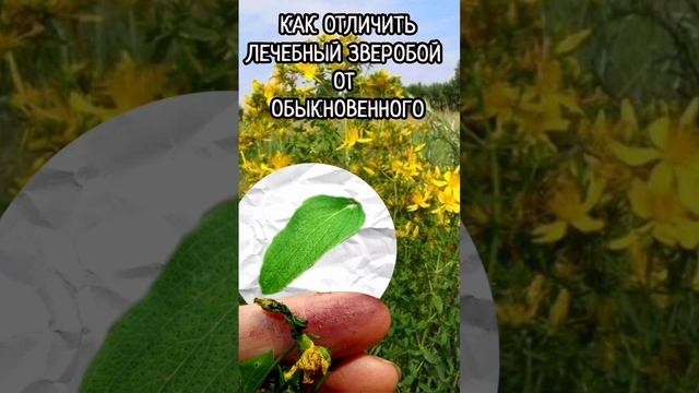 КАК ОТЛИЧИТЬ ЗВЕРОБОЙ ЛЕЧЕБНЫЙ ОТ ОБЫЧНОГО❓