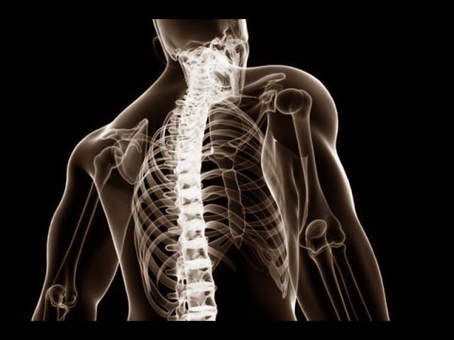 Задний срединный меридиан