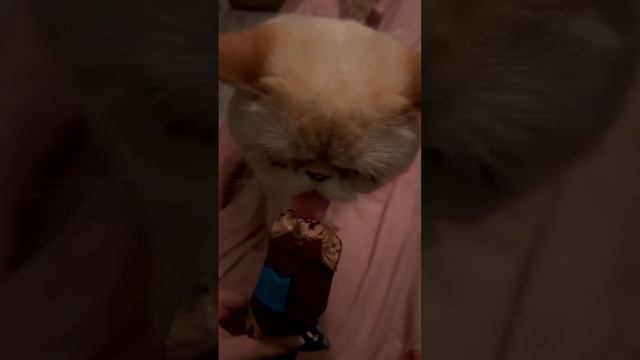 Кот очень любит мороженое и с удовольствием его уплетает .