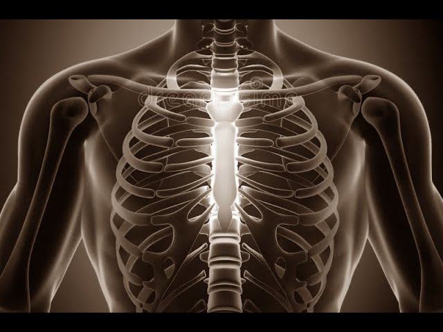 Передний срединный меридиан