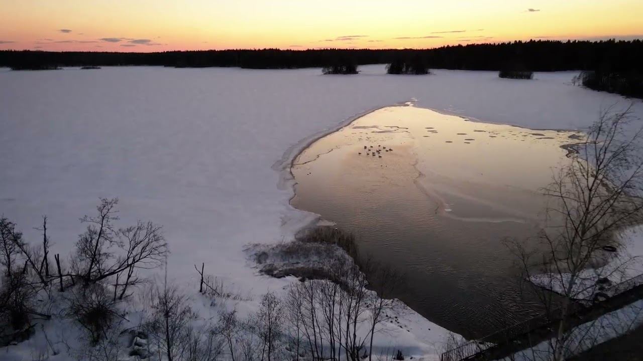 Лебеди на озере Боровно, Окуловский район