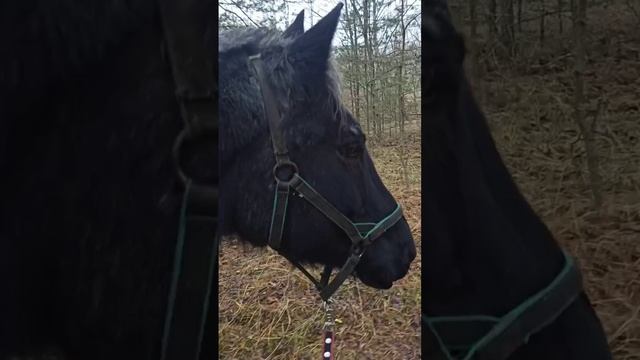 Прогулка с большой собакой