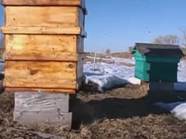 Весенний Облет Пчел (Spring bees circled).