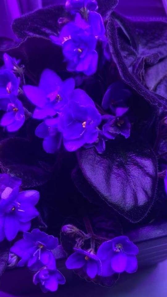 Сенполия. Фиалка. Уникальная история растения спасенного от гибели