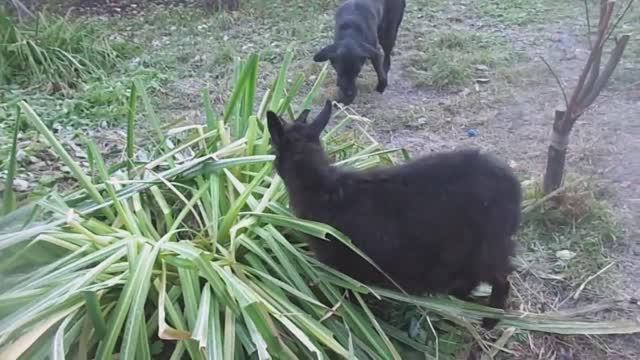 Козы - Содержание, Кормление и Уход  в Осенне - Зимний Период.