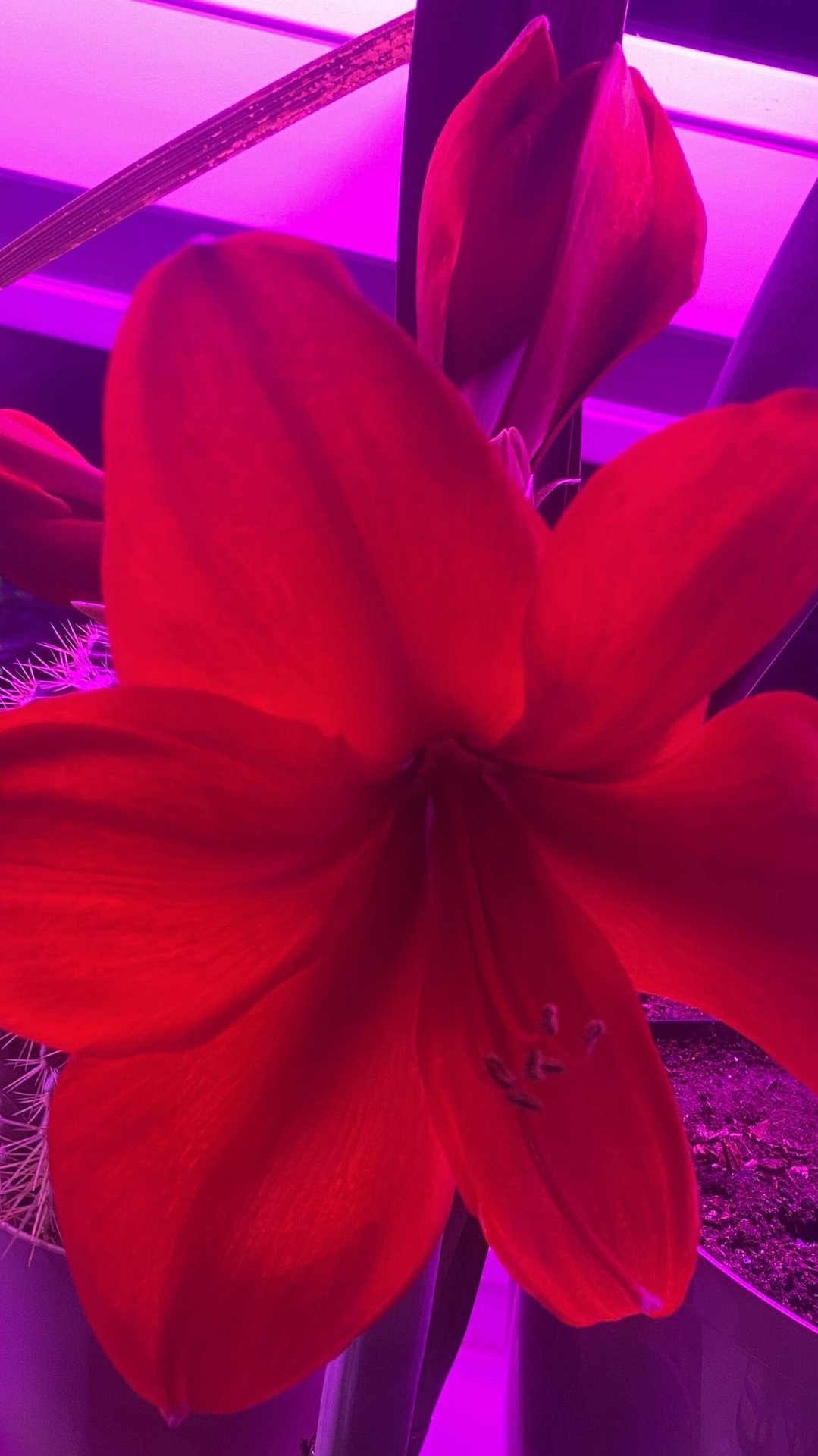 Гипеаструм