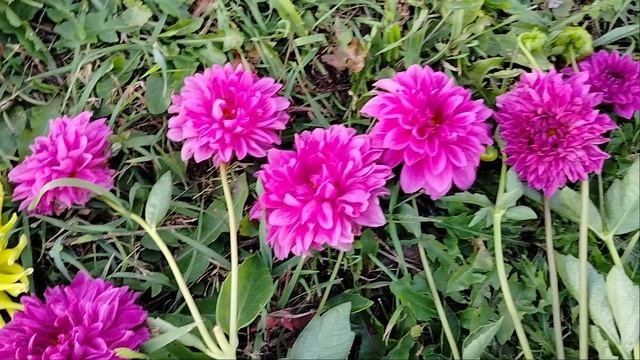 георгины 2024. музыкальная пауза /05.09.2024/