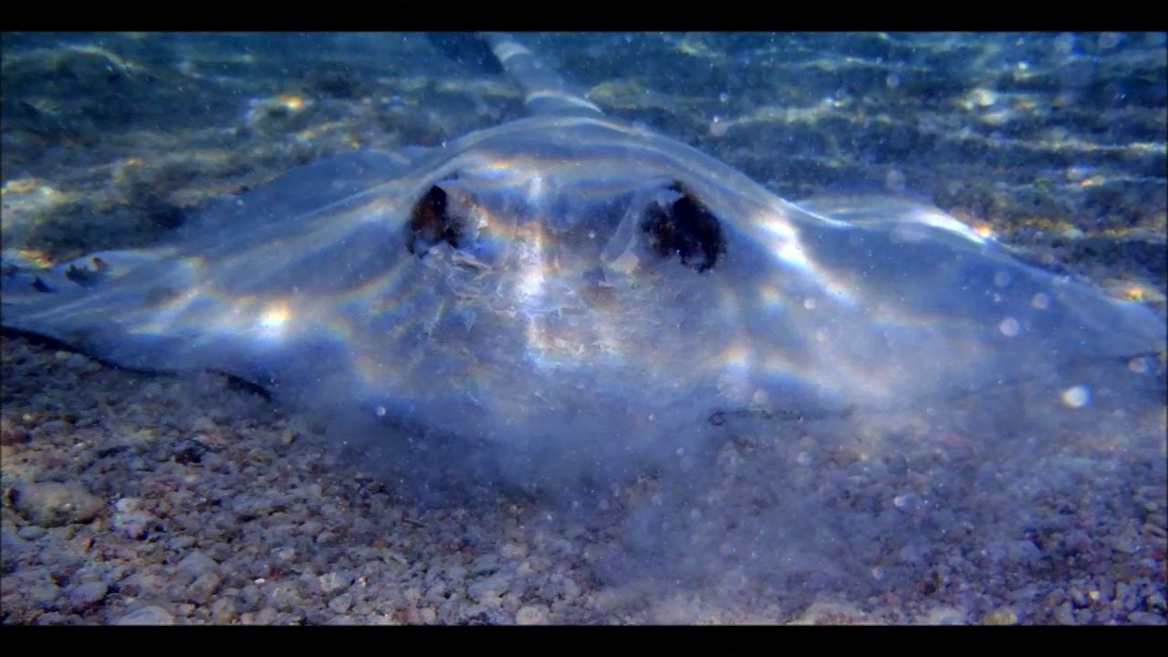 О скатах Красного моря