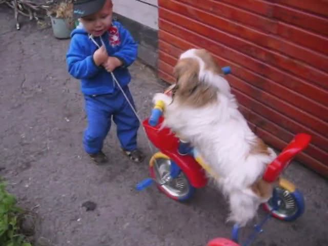Собака Пекинес На Велосипеде.