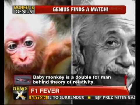 Einstein look alike monkey found in Malaysia   NewsX