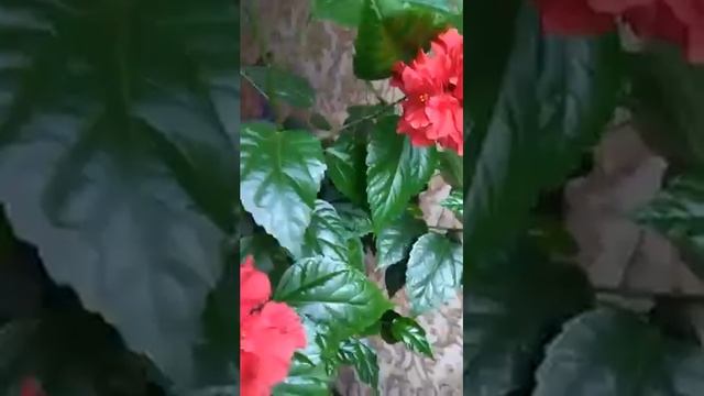 Белокрылка на китайской розе. Что делать?