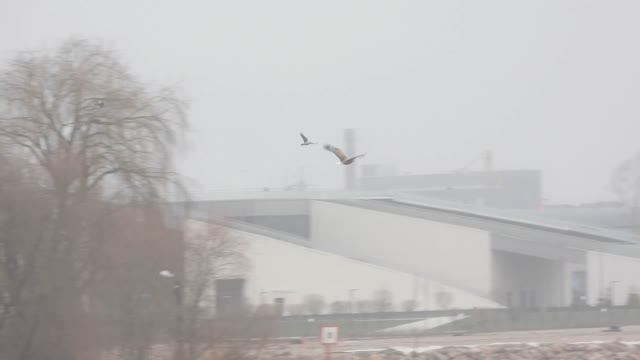 Красная Книга, Орлан Белохвост, наблюдение птиц в Великом Новгороде, 6 декабря 2024