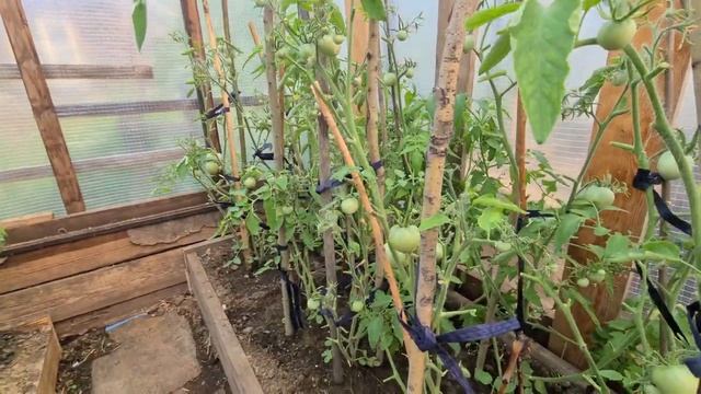 Что растет в огороде в Якутии 🌶🍅🥒