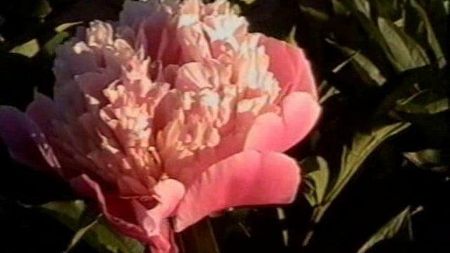 2015 Июнь Мама я