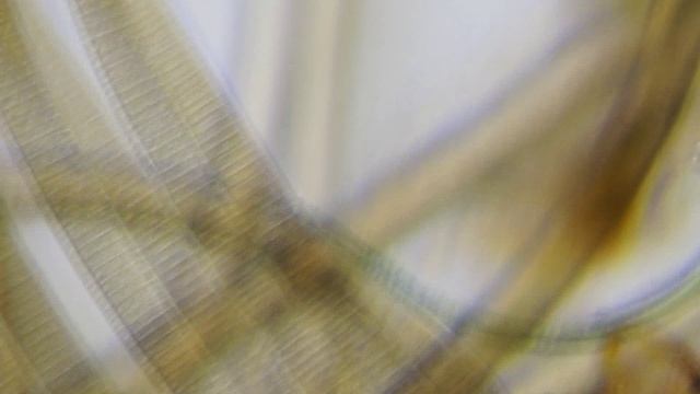 Oscillatoria, Chroomonas и др.