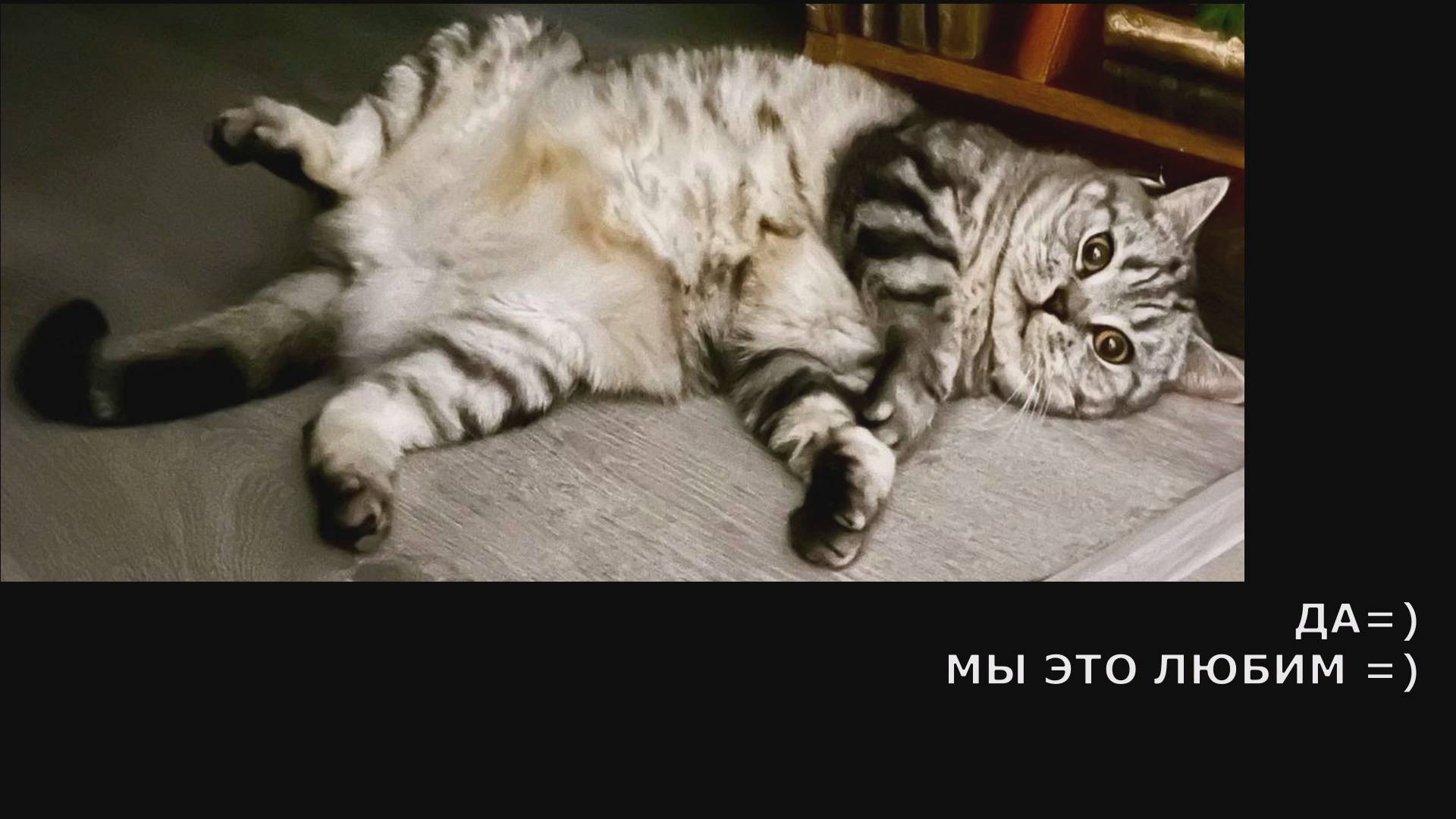 кот который любит бить людей