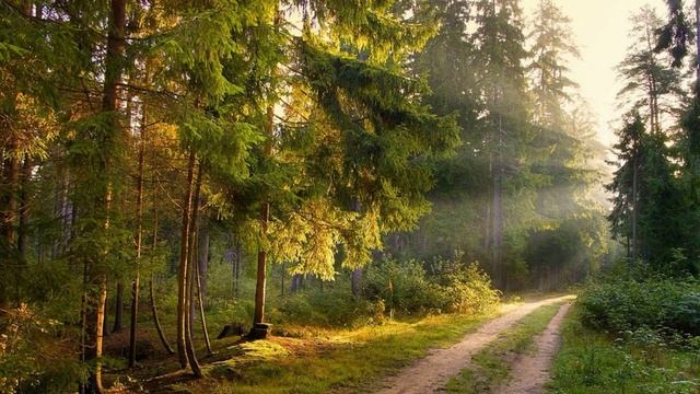 Звуки Природы, Шум Леса, Пение Птиц