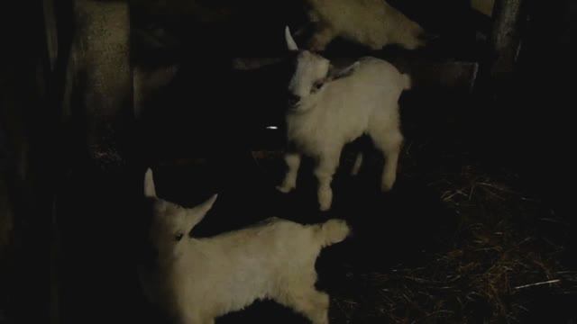 Мои три Козленка Резвятся в Конюшне на Вьетнамском Поросенке.
