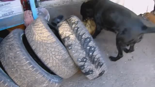 Дошиповка Зимних Шин на Форд Фокус 3.