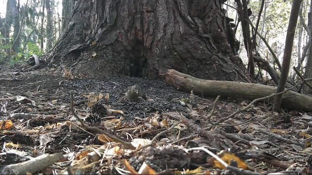 Разнообразие птиц на лесной кормушке. Ленинградская область.