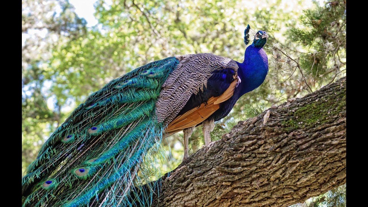 PeacockStudent. Игра в спортивный маджонг на MahjongSoft - 01.04.2022