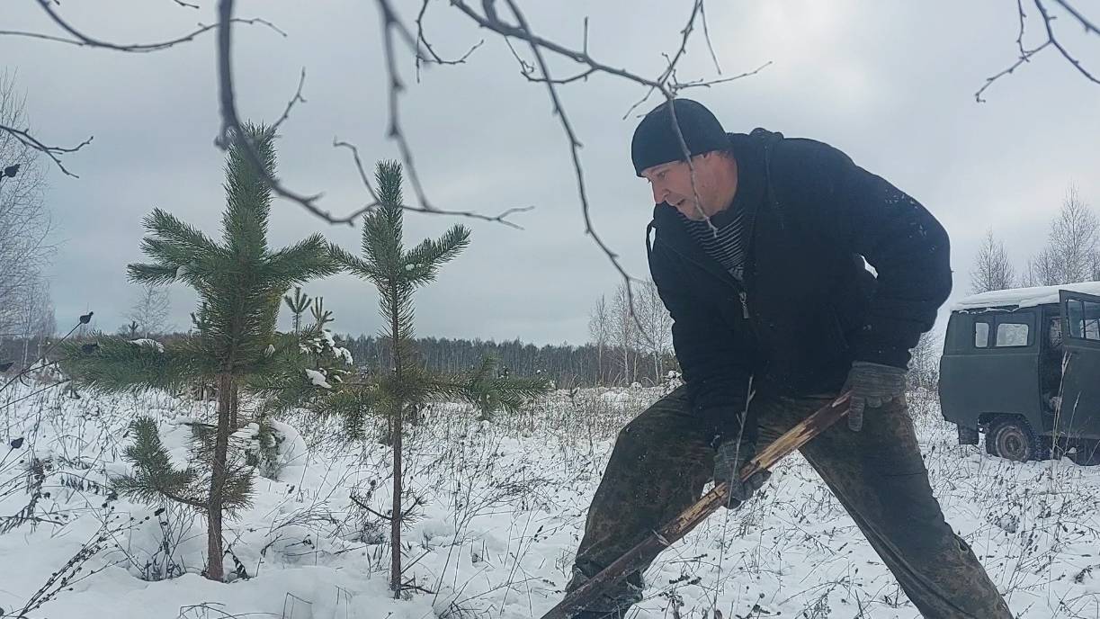 Копаю лесные саженцы зимой