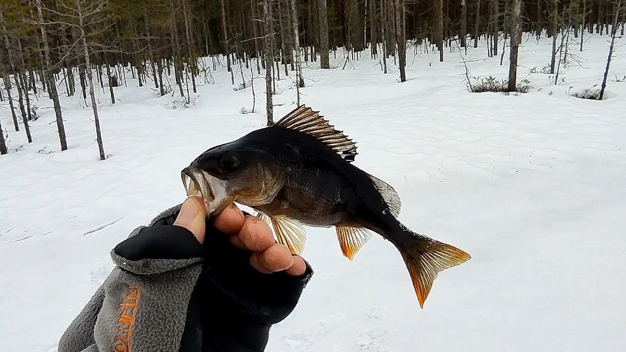 Рыбалка на лесном озере, черные окуни в одной лунке