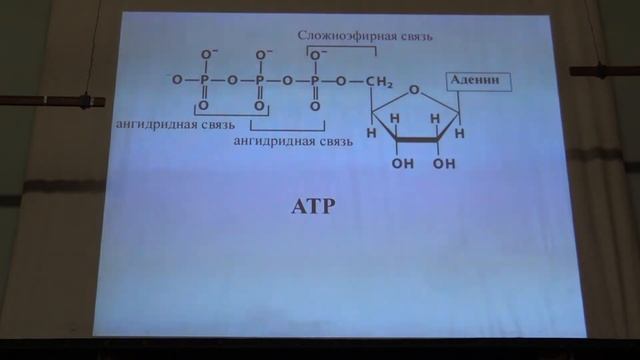 Асеев В. В. - Основы биохимии - 6. Нуклеотиды