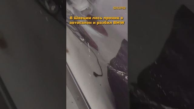 Лось забрался в автосервис и повредил несколько  BMW #auto #юмор #автосервис  #автомобили #дтп
