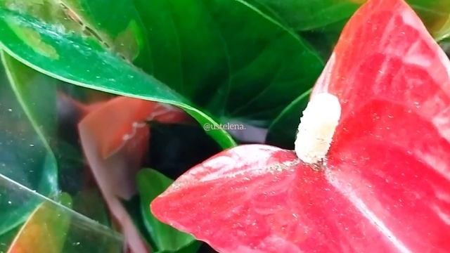 Anthurium flower. Цветок Антуриум как ухаживать и чем опасен_ 🌺