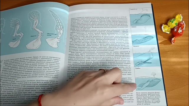 ASMR reading / АСМР чтение / конфетка / шёпот / candy / whisper