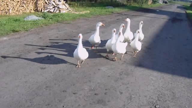Увлекательное Путешествие Гусей по дороге.