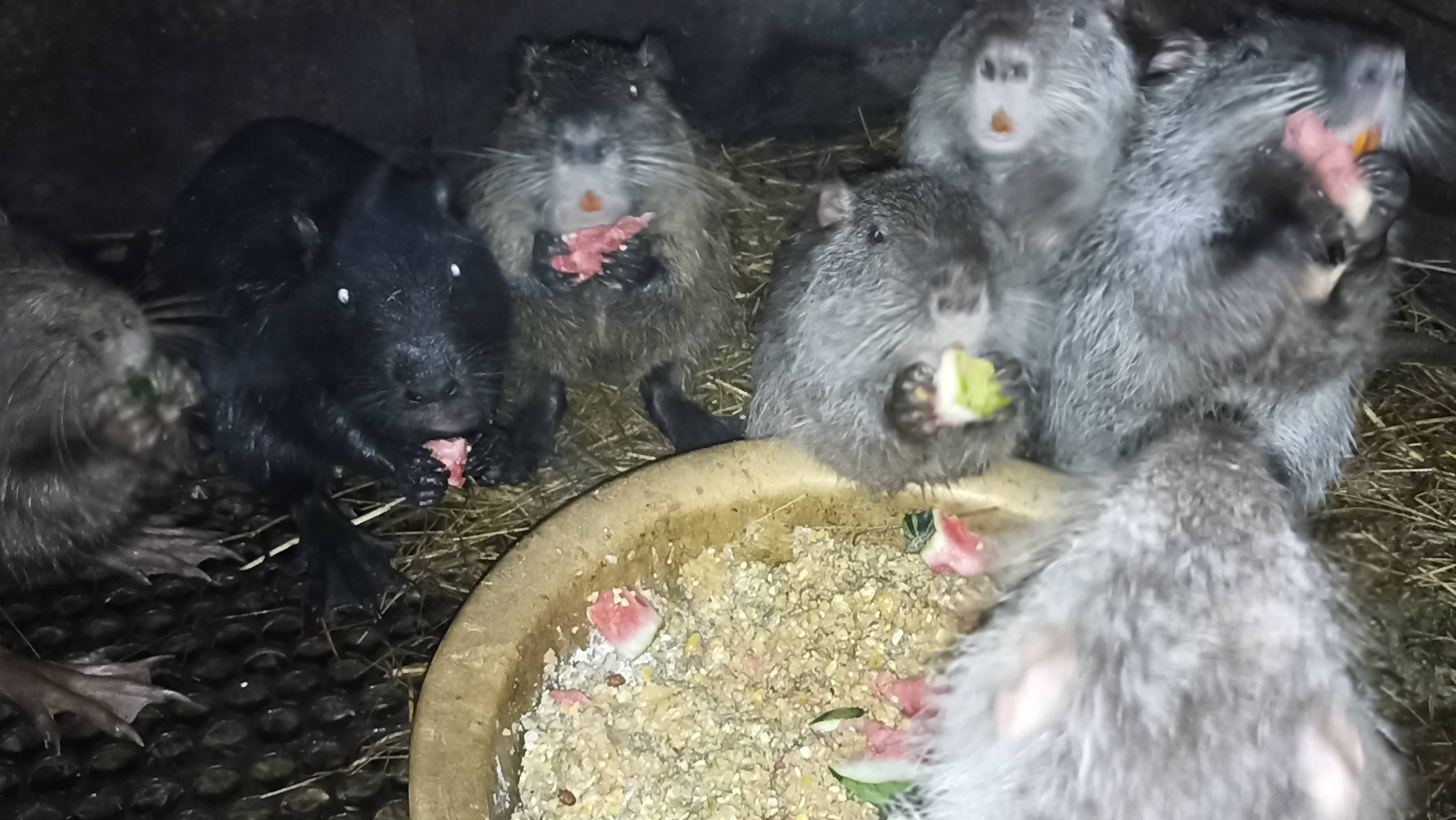 АРБУЗ для НУТРИЙ в октябре. 28.10.24