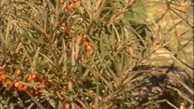 2015 Август Мама я