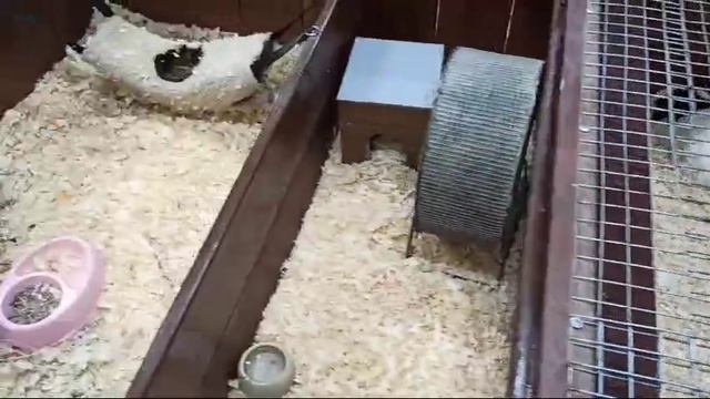 зооландия зоопарк8☄️🪐🫥