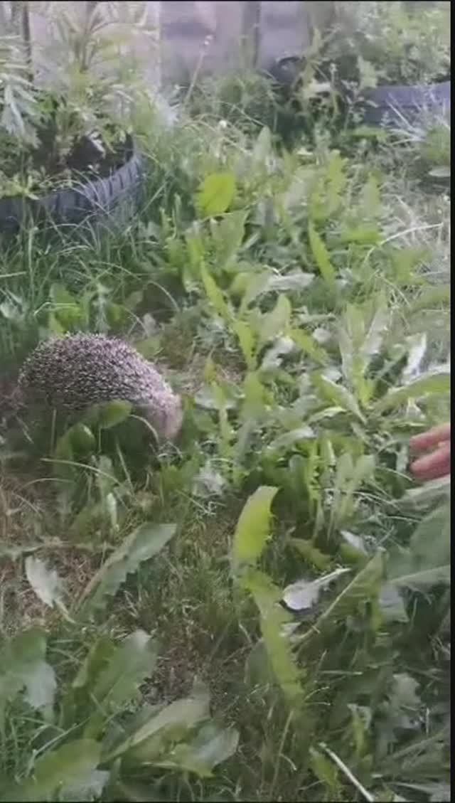 Ежик - Неожиданный, Приятный  Гость Дачи. Пришел Поискать Уютное Место для Ночлега.