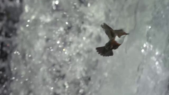 Эта приятная маленькая птичка называется обыкновенная оляпка.