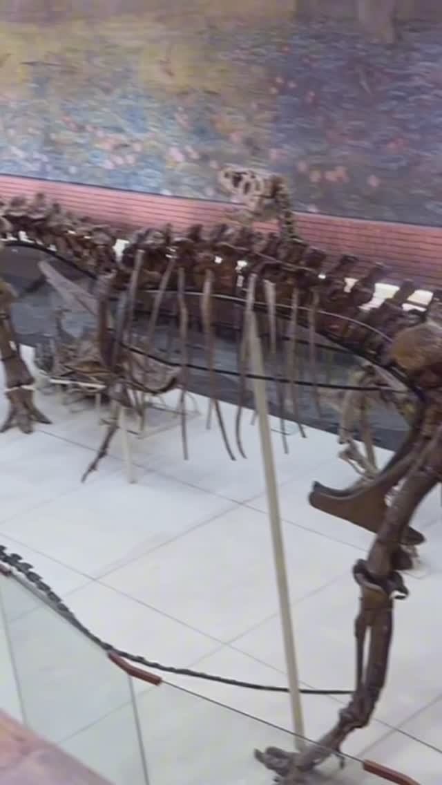 📍Обзор Палеонтологического музея в Москве. 
#развлечения #сдетьми #музеивмоскве #динозавры