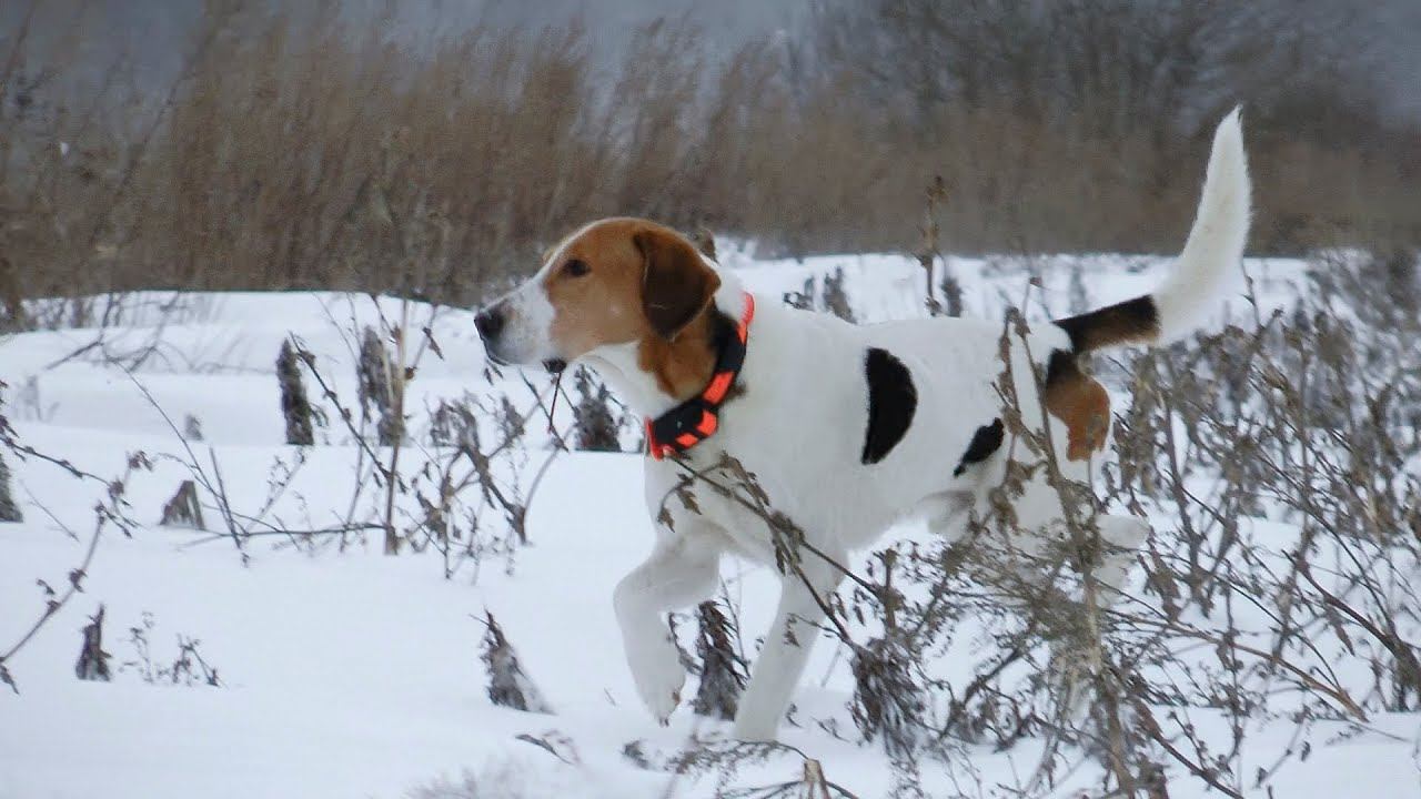 Охота на зайца с РПГ | Горький выстрел | Сезон зима 2024