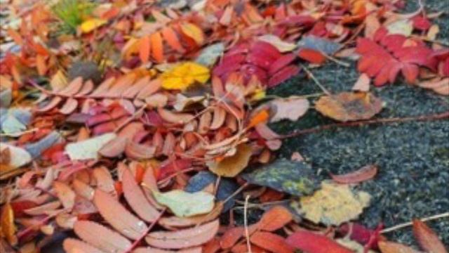 Осень слегка листья подпалила.