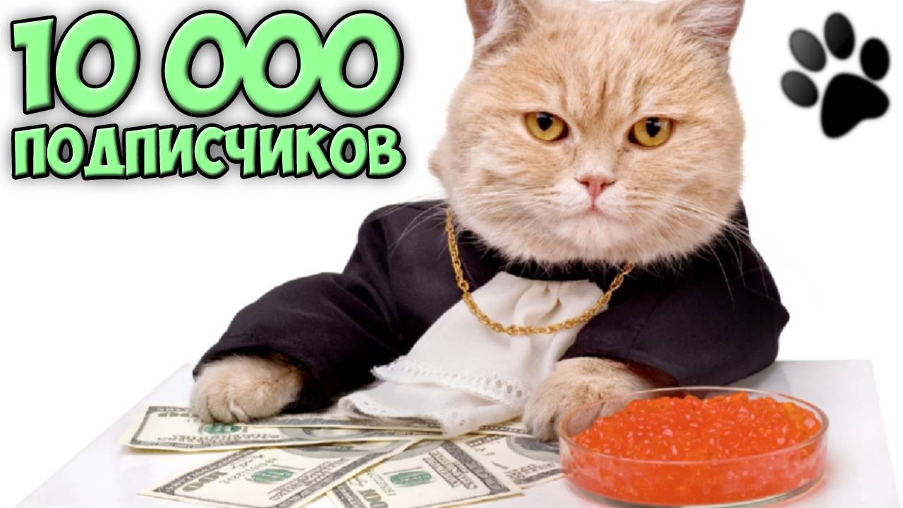 10 000 ПОДПИСЧИКОВ !! История канала BARS_OFF, моя комната и планы на будущее ))