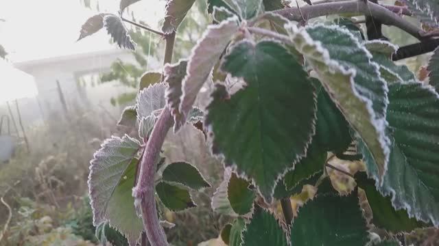 МОРОЗ! УБОРКА ЛИСТВЫ!!!