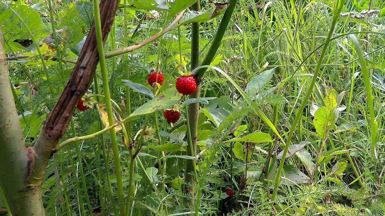 Как добыть сахар в лесу. Лесное варенье.