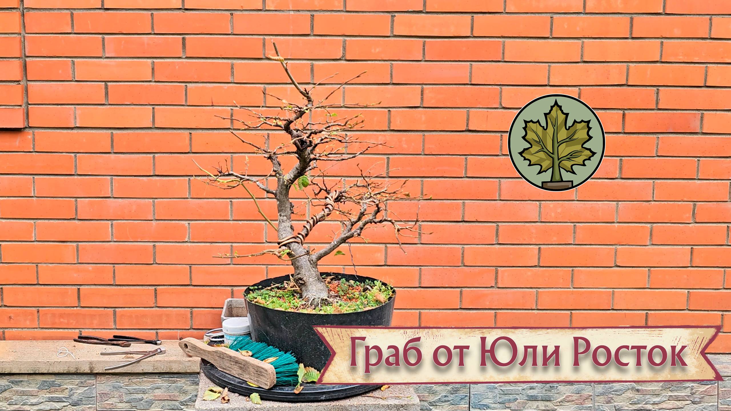 Крымский граб от Юли Росток